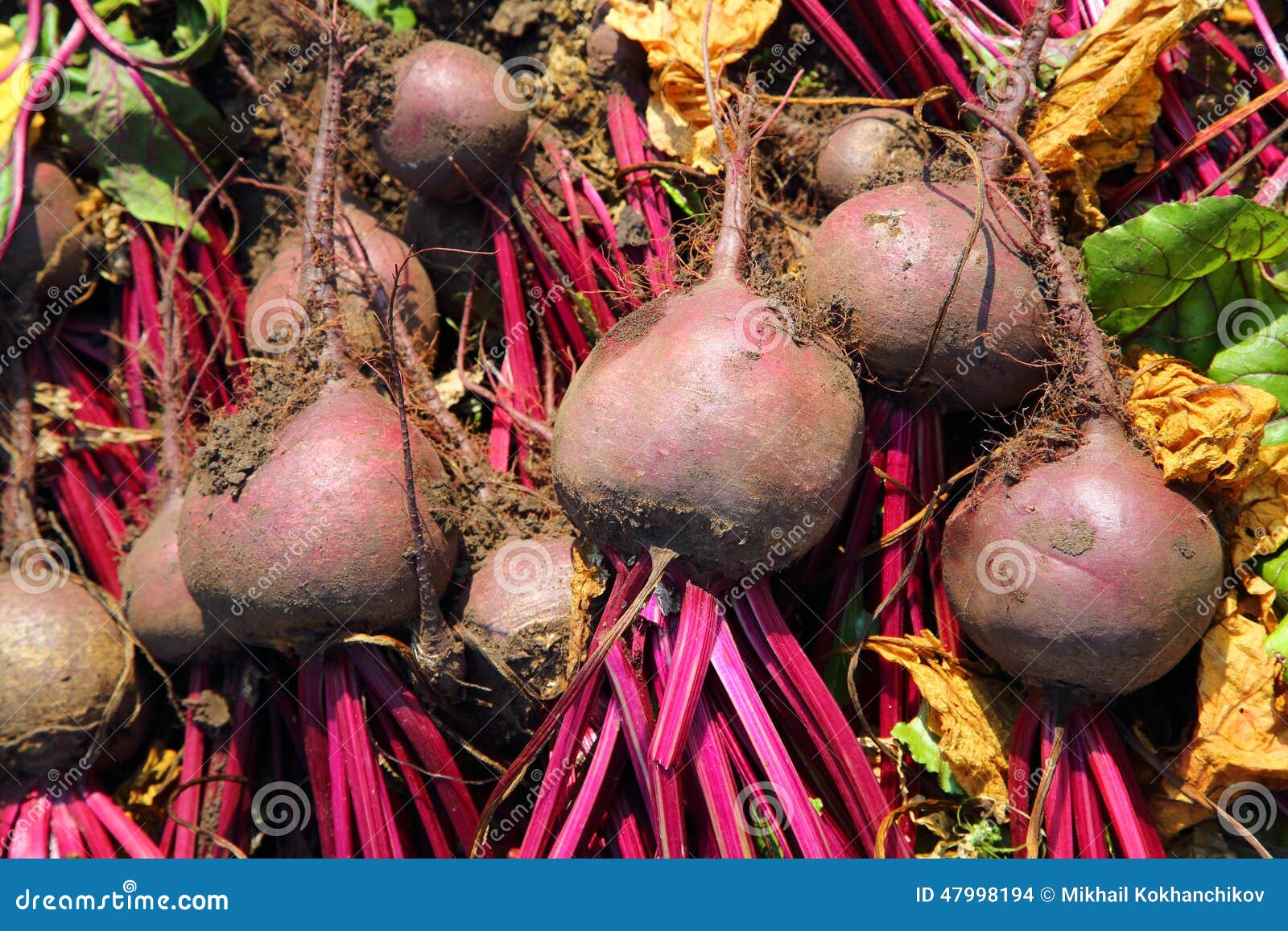 Fresh beet harvest stock photo. Image of ripe, closeup - 47998194