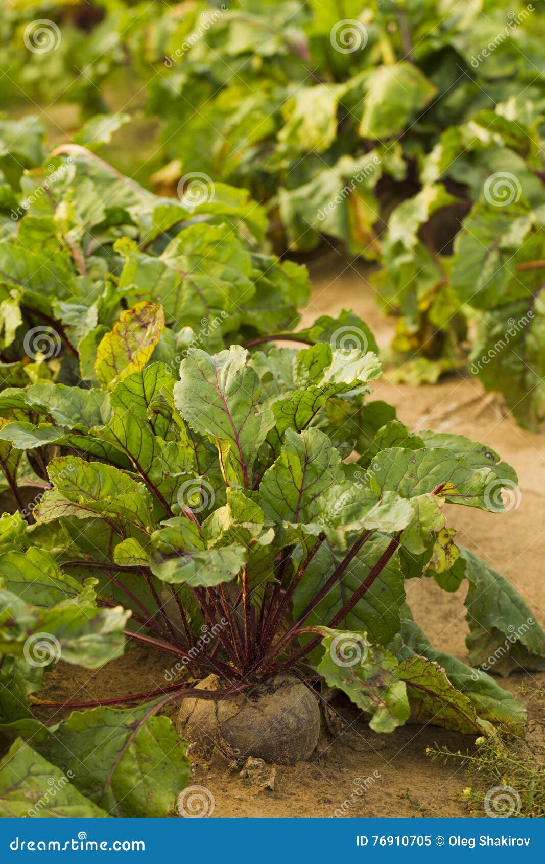 Fresh beet harvest stock image. Image of glare, land - 76910705