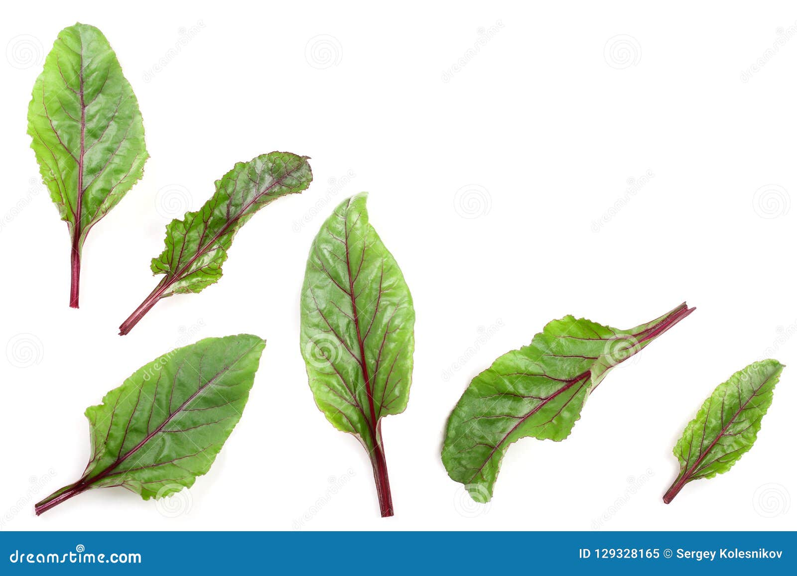 Fresh Beet Leaf Isolated on White Background. Top View Stock Image ...
