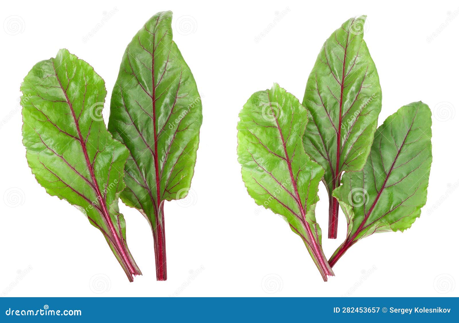 Fresh Beet Leaf Isolated on White Background. Top View Stock Image ...