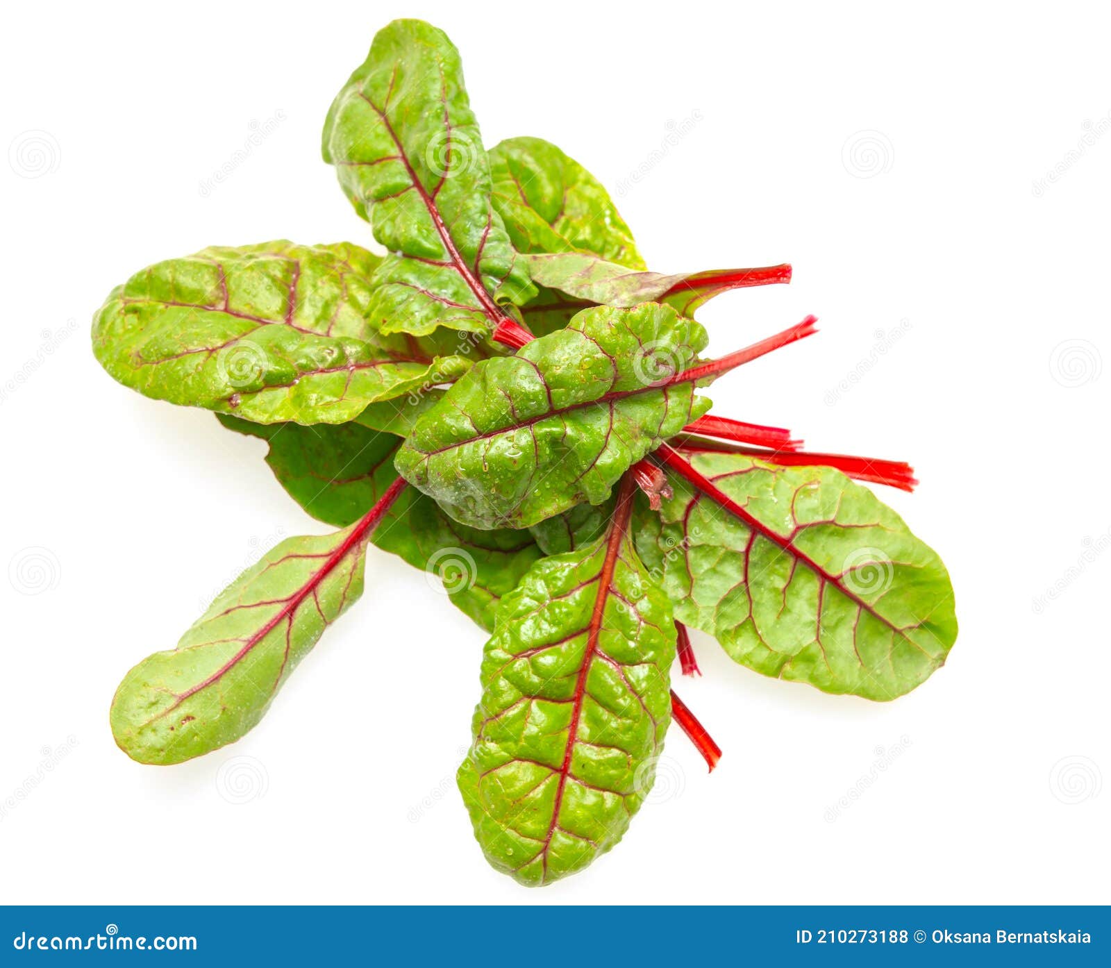 Fresh Beet Leaves on a White Background Stock Photo - Image of beets ...