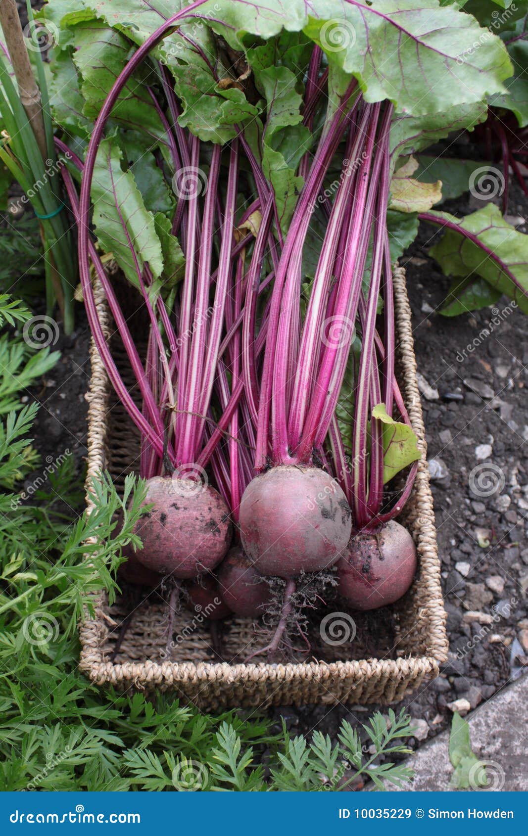 Fresh Beetroot stock image. Image of growth, garden, crop - 10035229