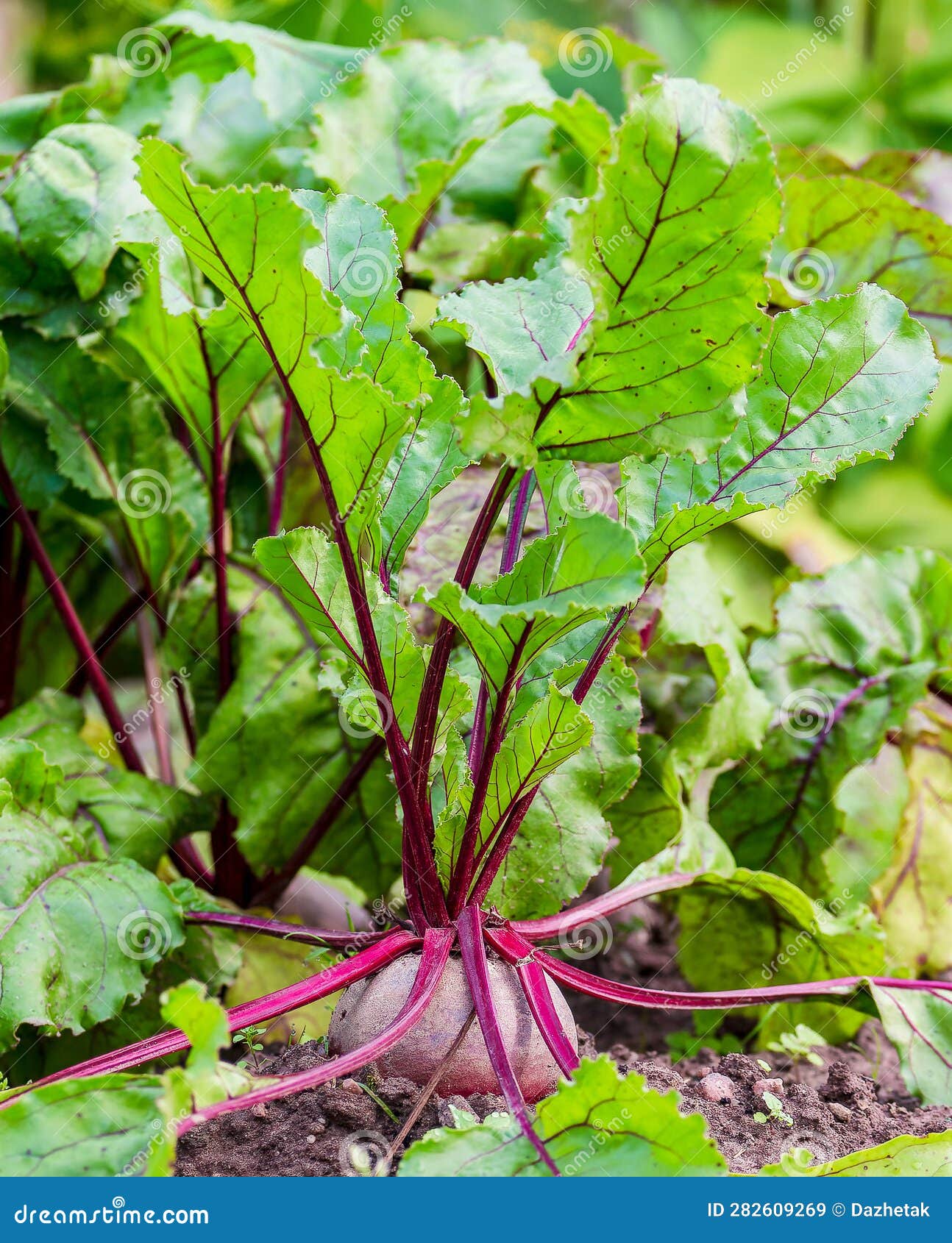 Fresh Beetroot Grows in the Ground Stock Image - Image of farm, garden ...
