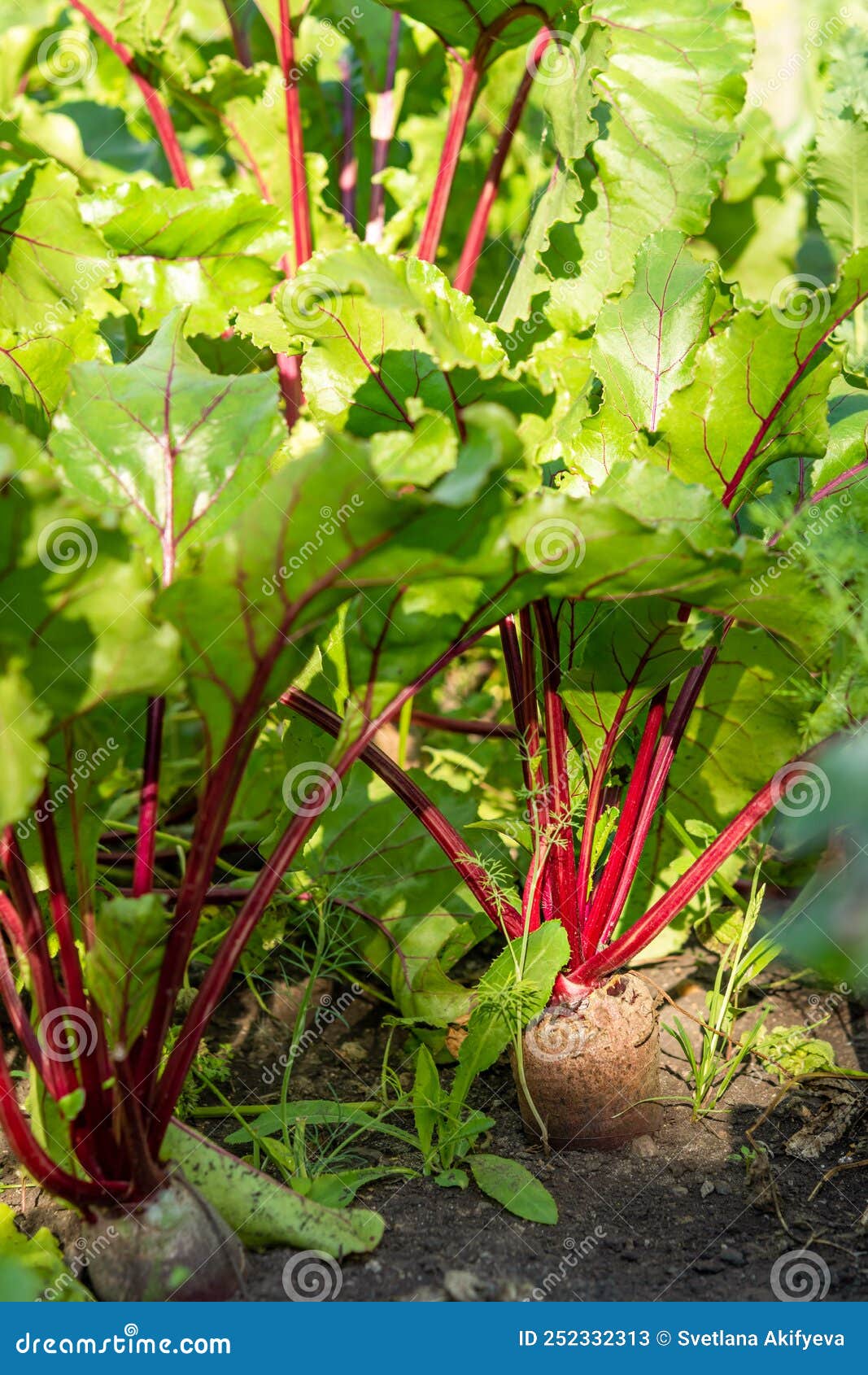 Fresh Beetroot Grows in the Ground Stock Image - Image of rural, ground ...
