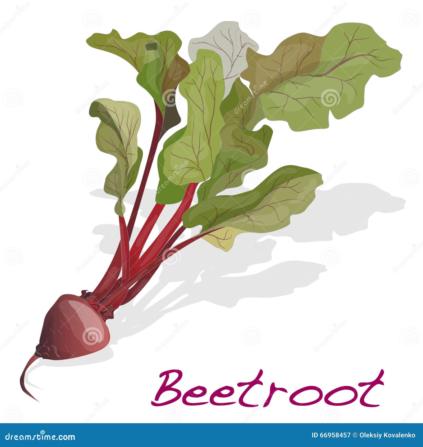 Fresh Beetroot with Leaves .Vector. Stock Vector - Illustration of ...