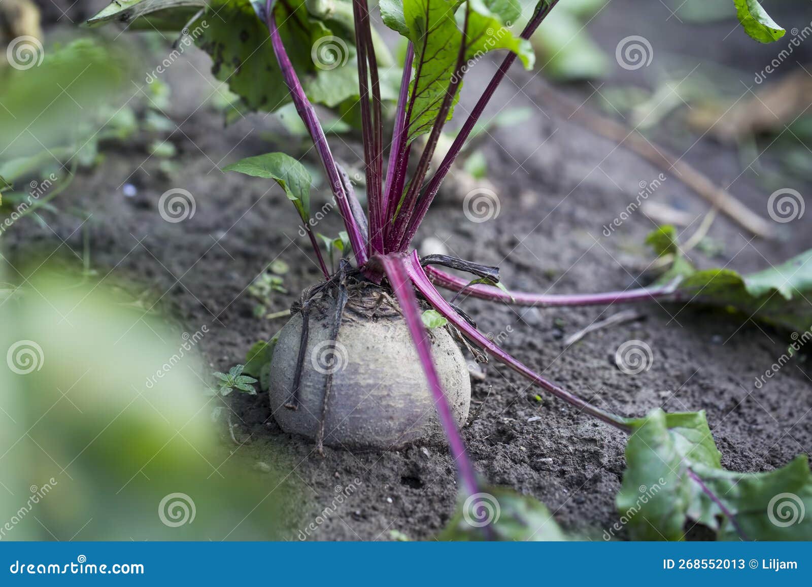 Fresh Beetroot Vegetable in the Garden, Organic Farming Stock Image ...