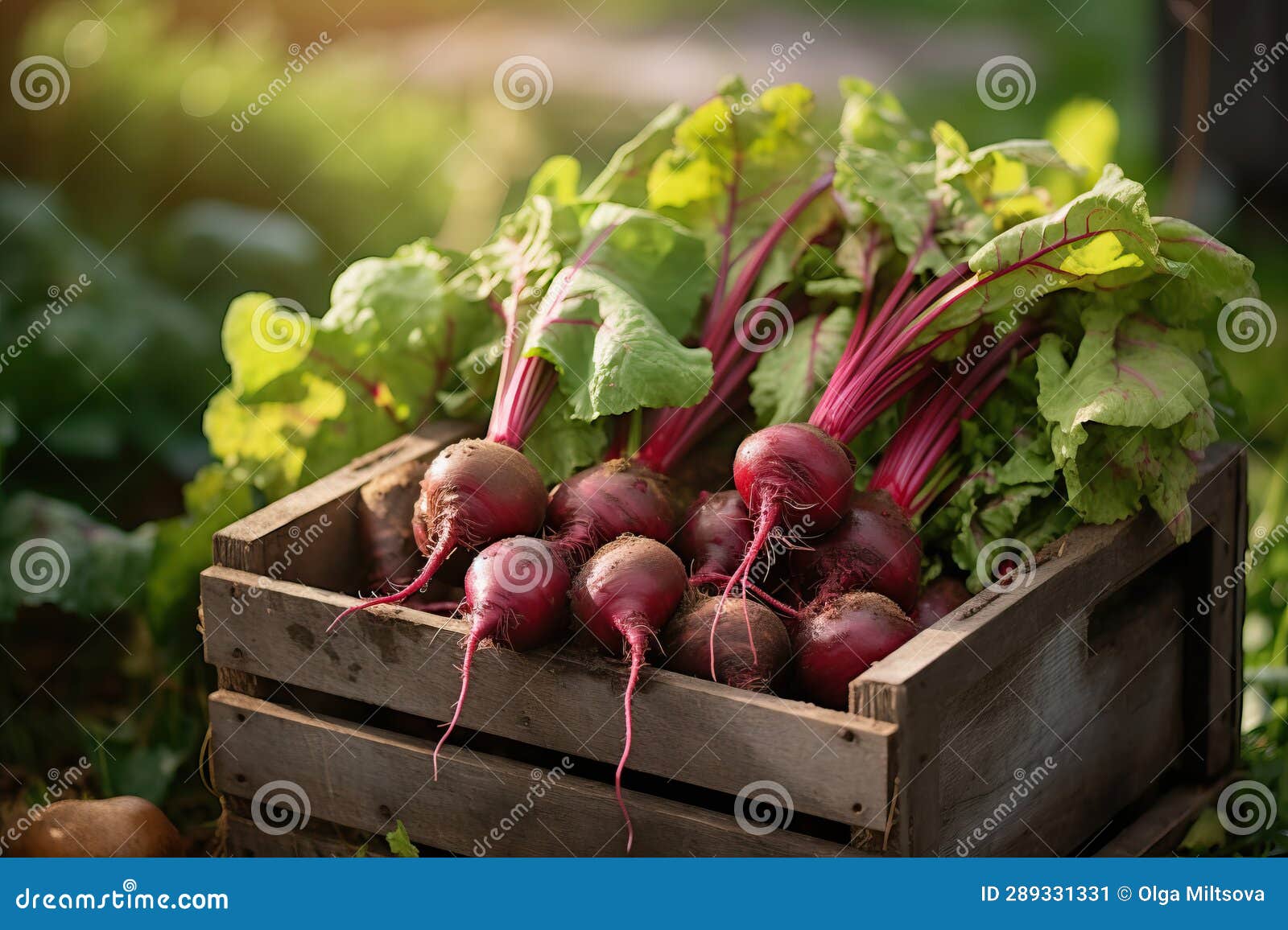 Fresh Beetroot in Wooden Crate in Evening Garden, Generative AI Stock ...