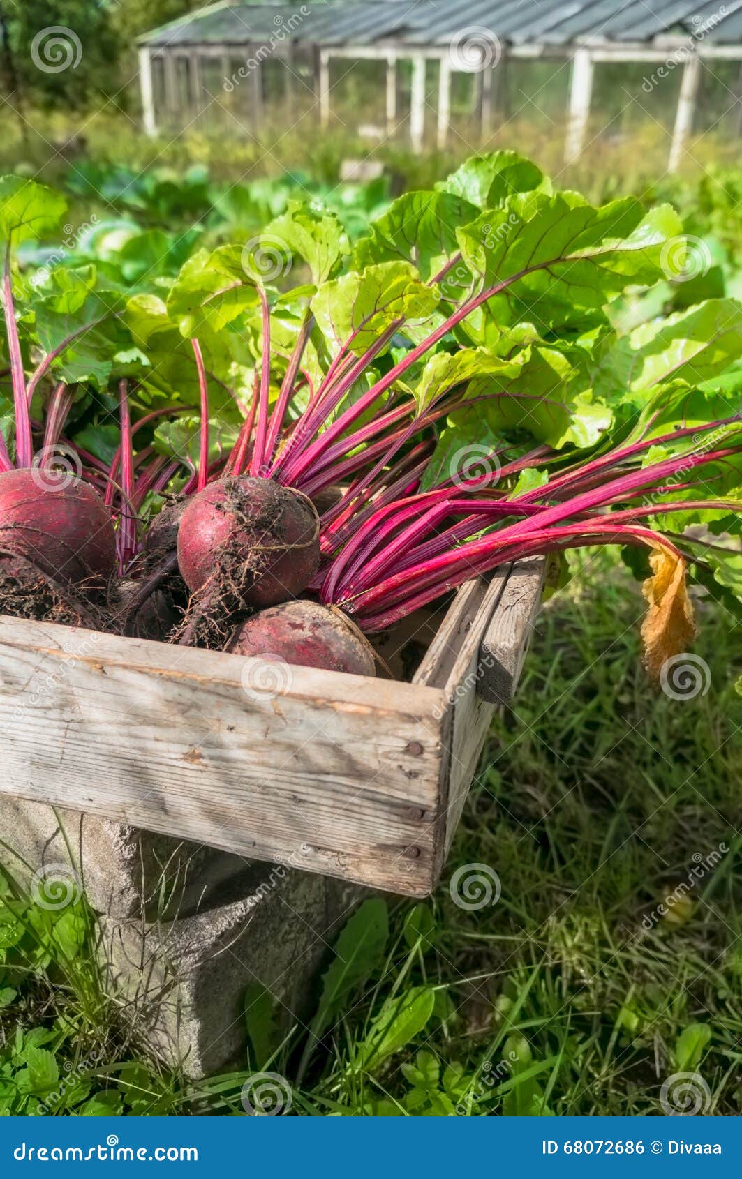 Fresh Beets from the Garden Stock Photo - Image of nature, agriculture ...