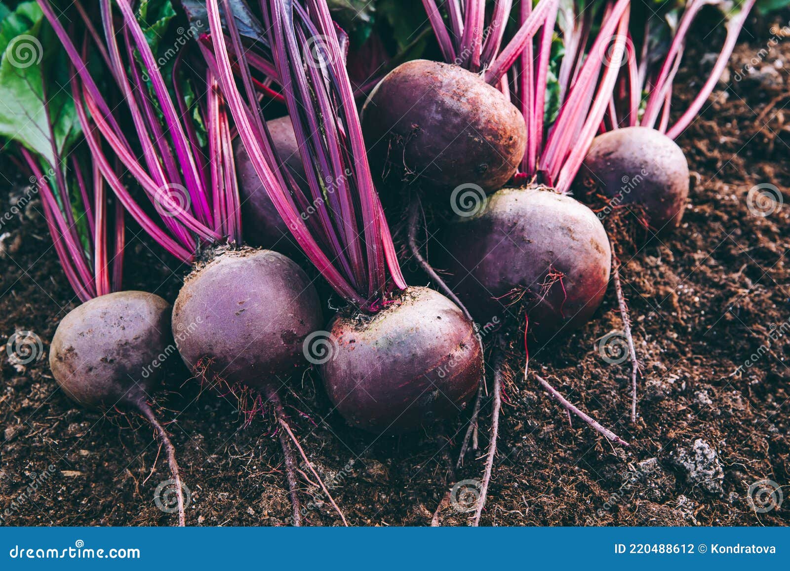 Fresh Beets. Harvest Fresh Organic Beet on the Ground Stock Photo ...