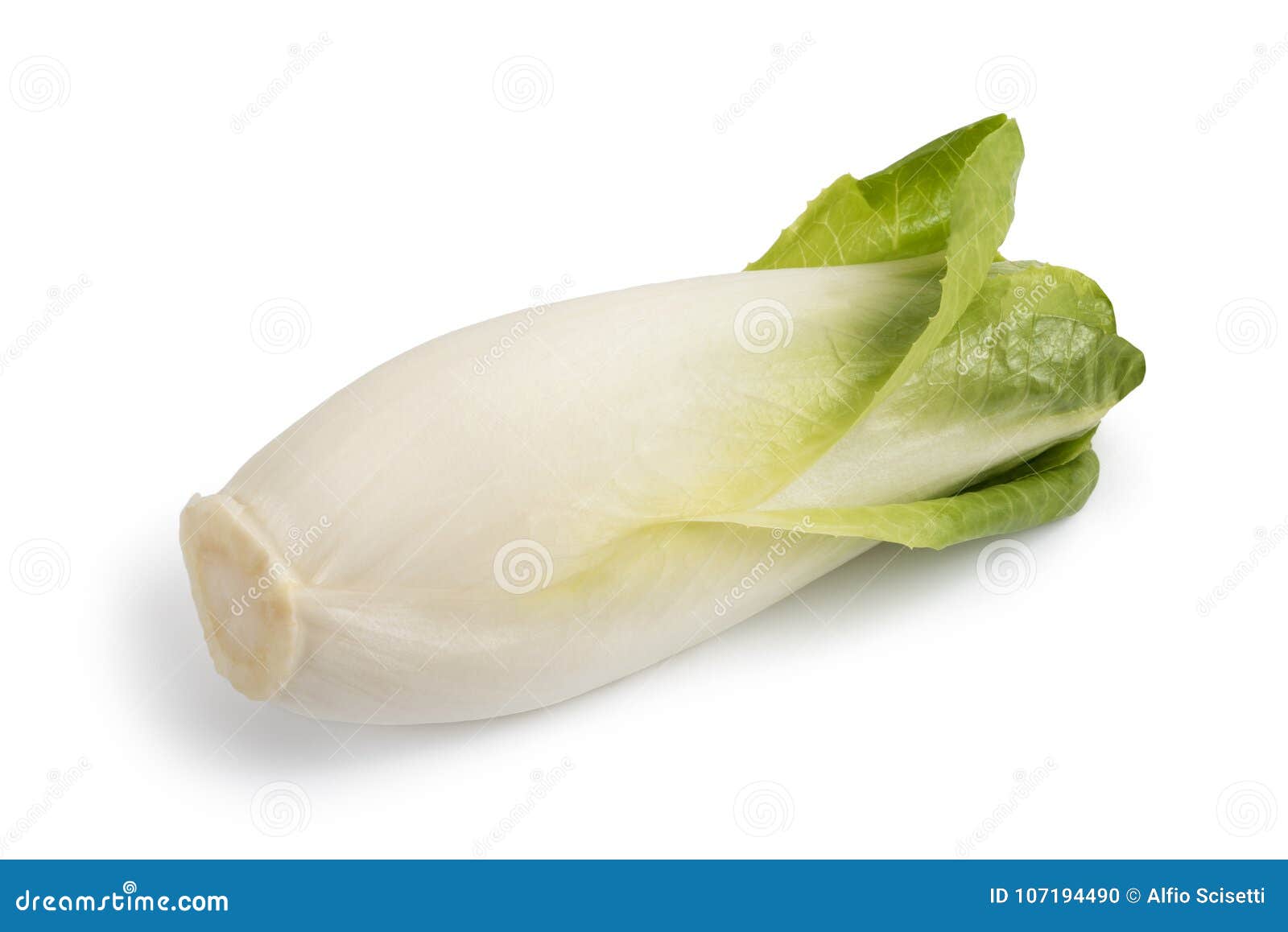 Fresh belgian endive stock photo. Image of witloof, witlof - 107194490
