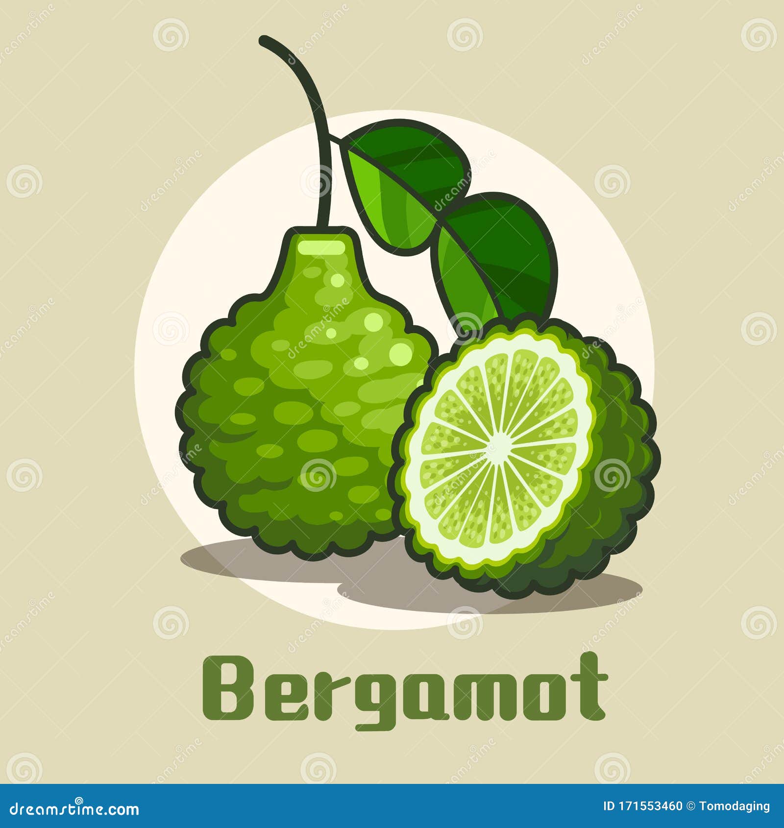 Bergamot Slice Stock Illustrations – 520 Bergamot Slice Stock ...