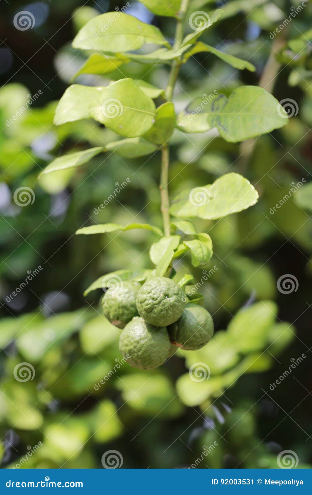 Fresh Bergamot Fruit on Tree. Stock Image - Image of green, citrus ...