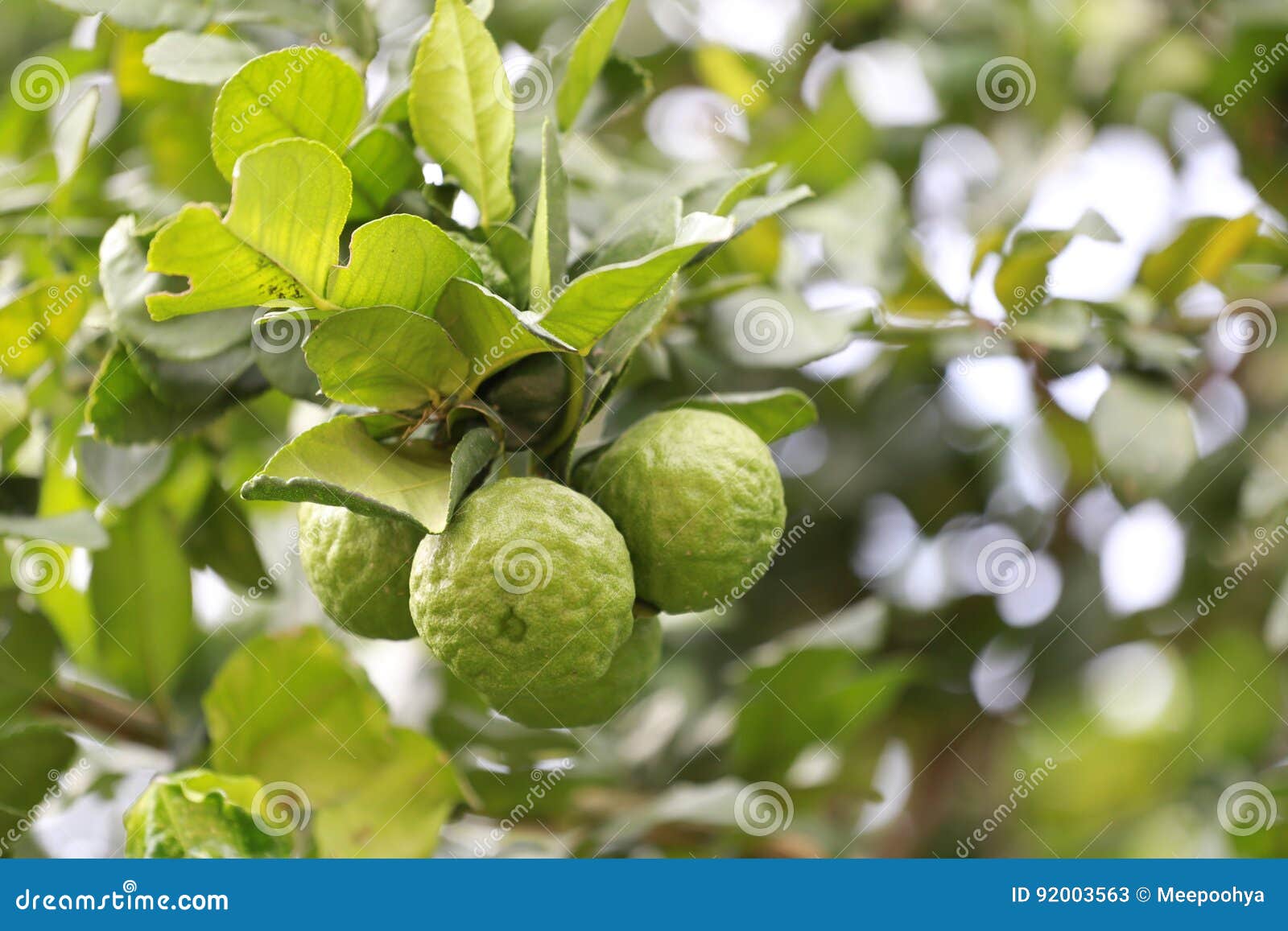 Fresh Bergamot Fruit on Tree. Stock Image - Image of bergamot, cooking ...