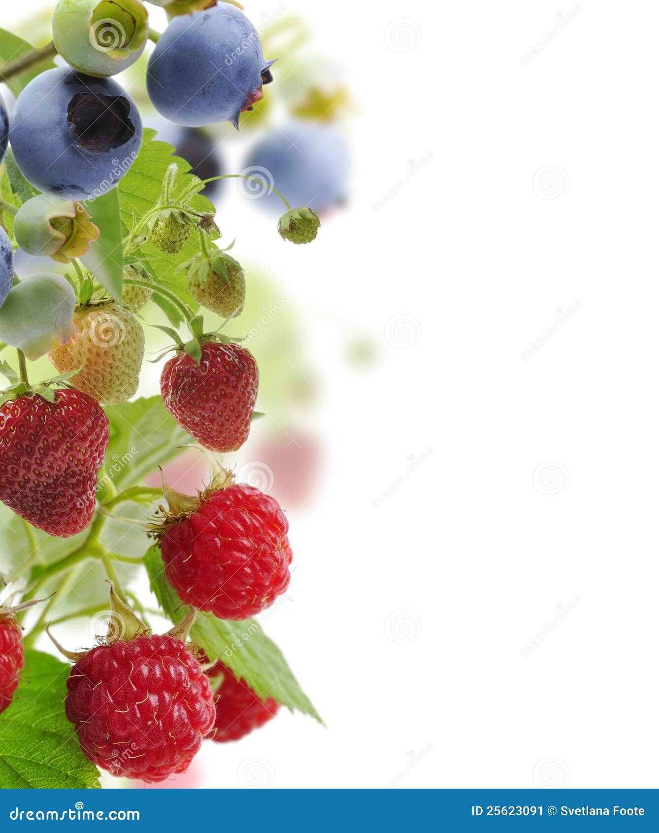 Fresh Berries stock image. Image of summer, dessert, food - 25623091