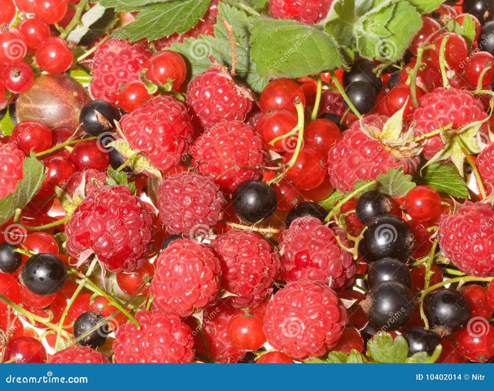 Fresh Berries As Background Stock Photo - Image of berries, yellow ...