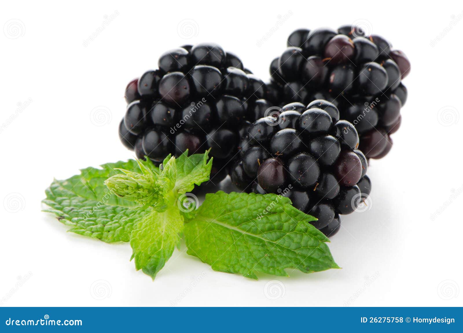 Fresh berry blackberry stock photo. Image of flora, green - 26275758