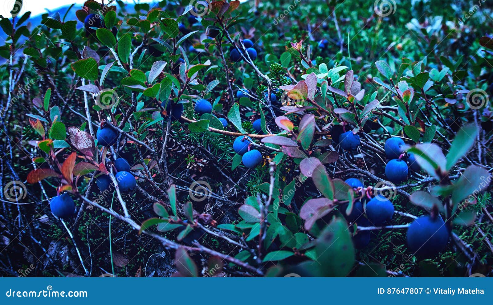 Fresh Berry Blueberries in the Forest. Stock Image - Image of berry ...