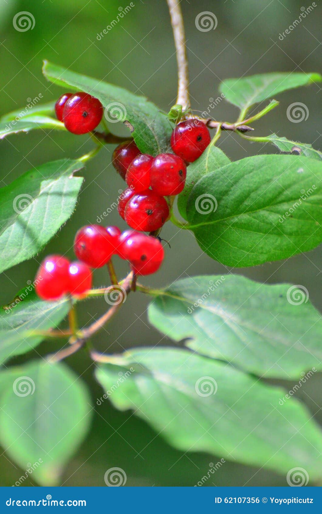 Fresh berry fruits stock photo. Image of gorgeous, aroma - 62107356