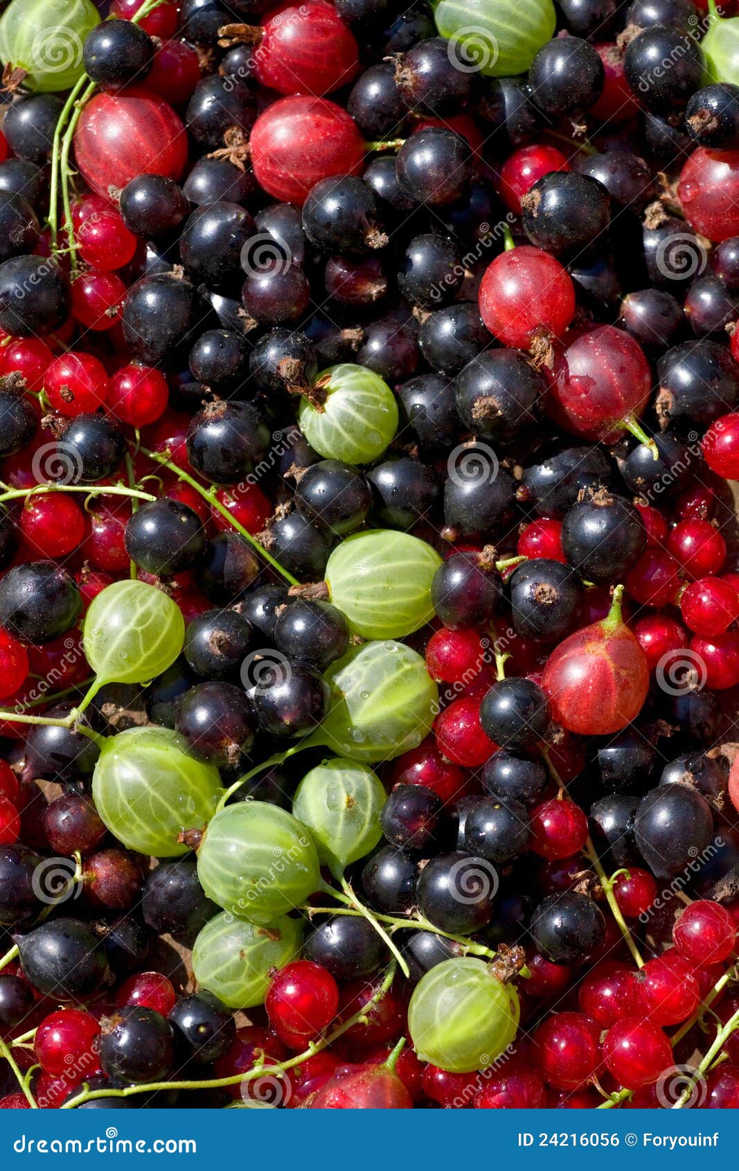 Fresh berrys stock photo. Image of brightly, freshness - 24216056