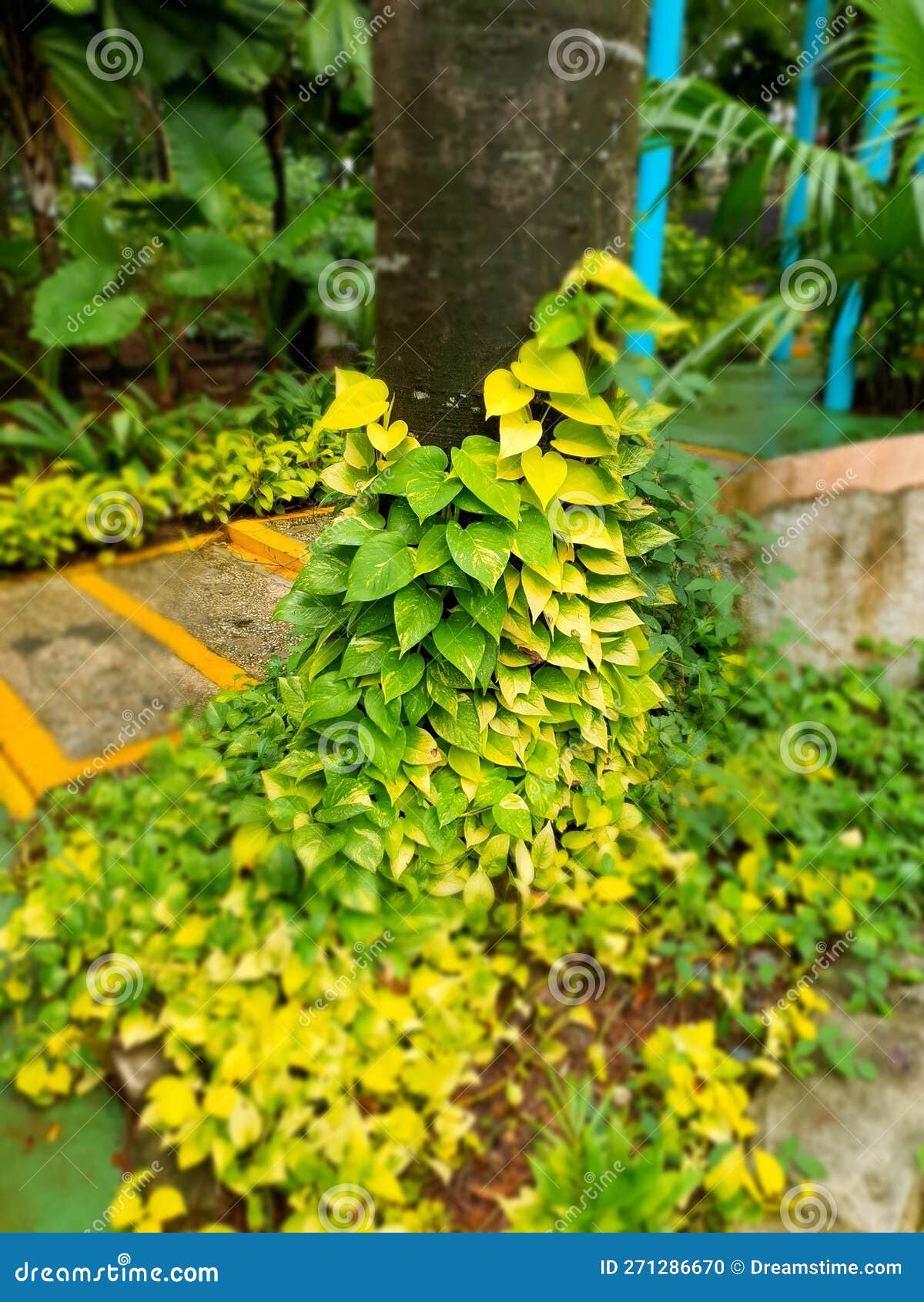 A betel ivory on the tree stock photo. Image of fresh - 271286670