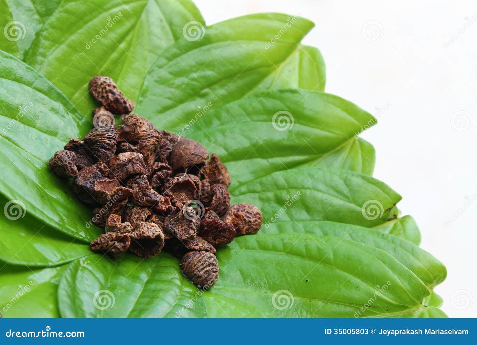Betel Nut Leaf