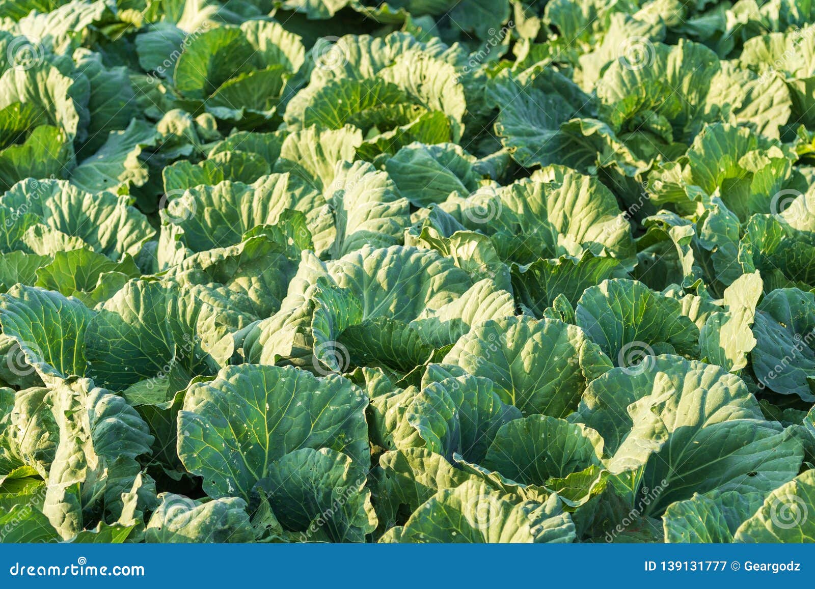 Big cabbage in farm stock image. Image of nutrition - 139131777