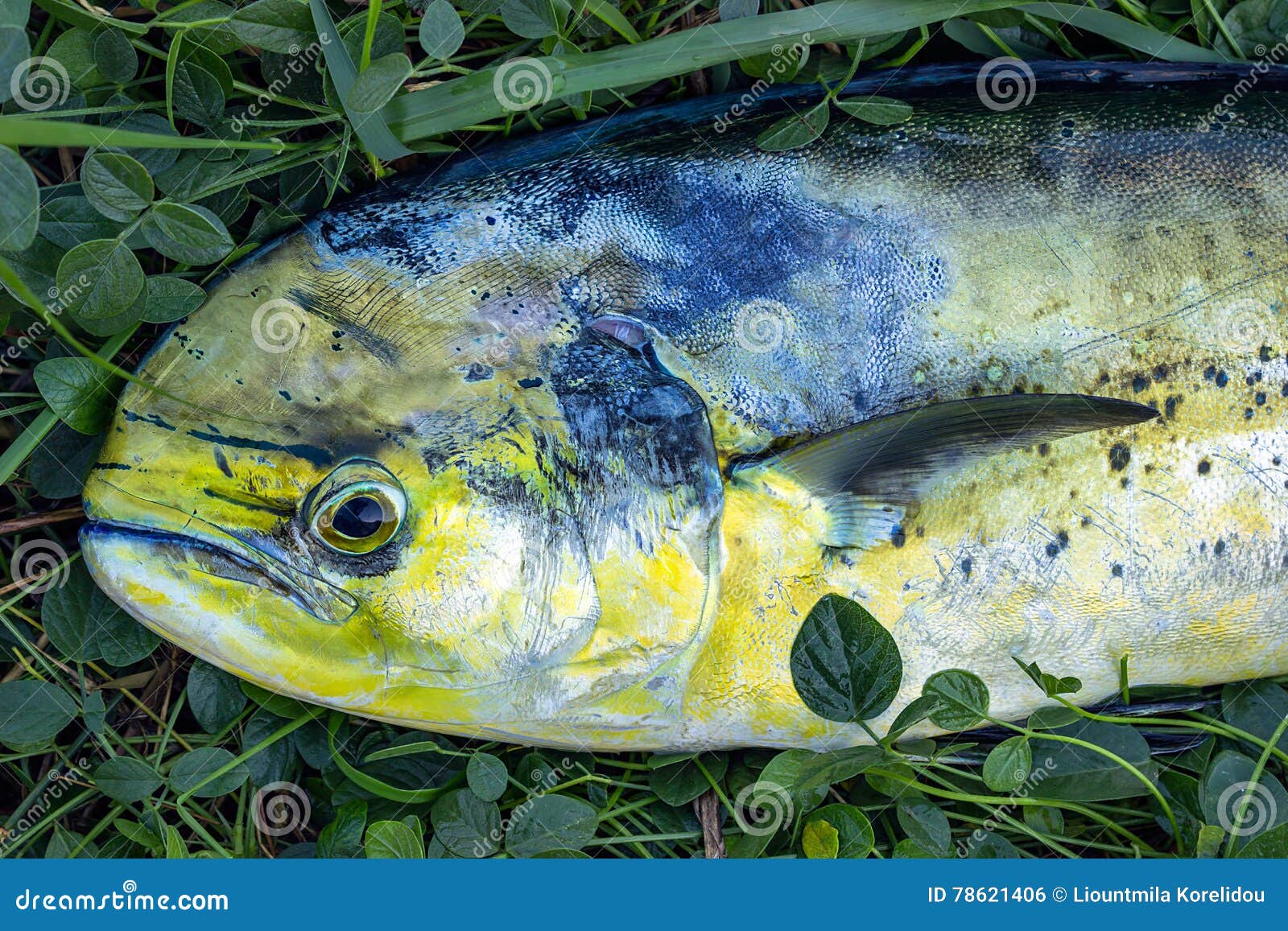 Fresh Big Fish on the Grass. Stock Photo - Image of sport, activity ...