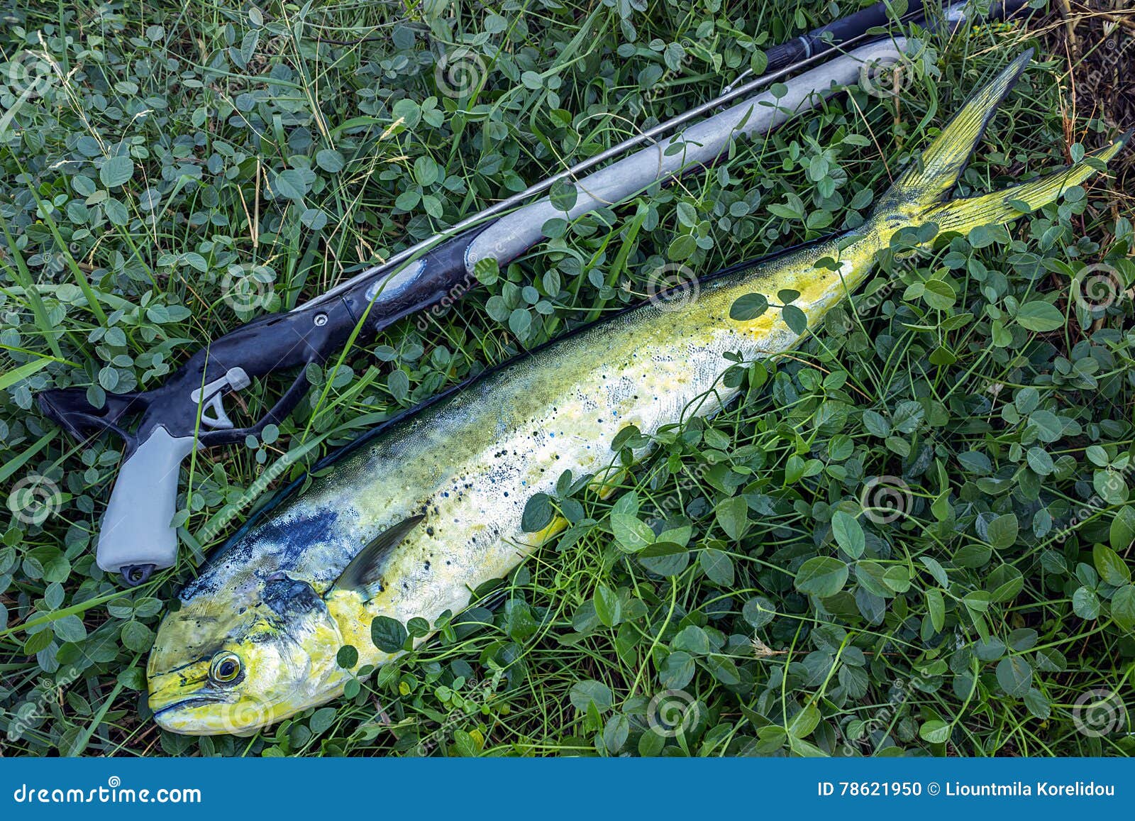 Fresh Big Fish on the Grass. Speargun Stock Photo - Image of protein ...
