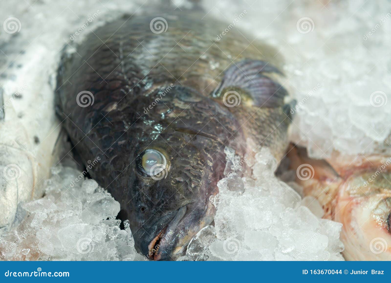 Sea Fish Laid On The Ground In The Mouth With Tendons Stock Image ...