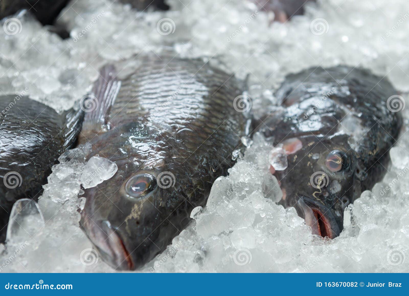 Fresh Big Fish Laid in the Ice Stock Photo - Image of omega, water ...