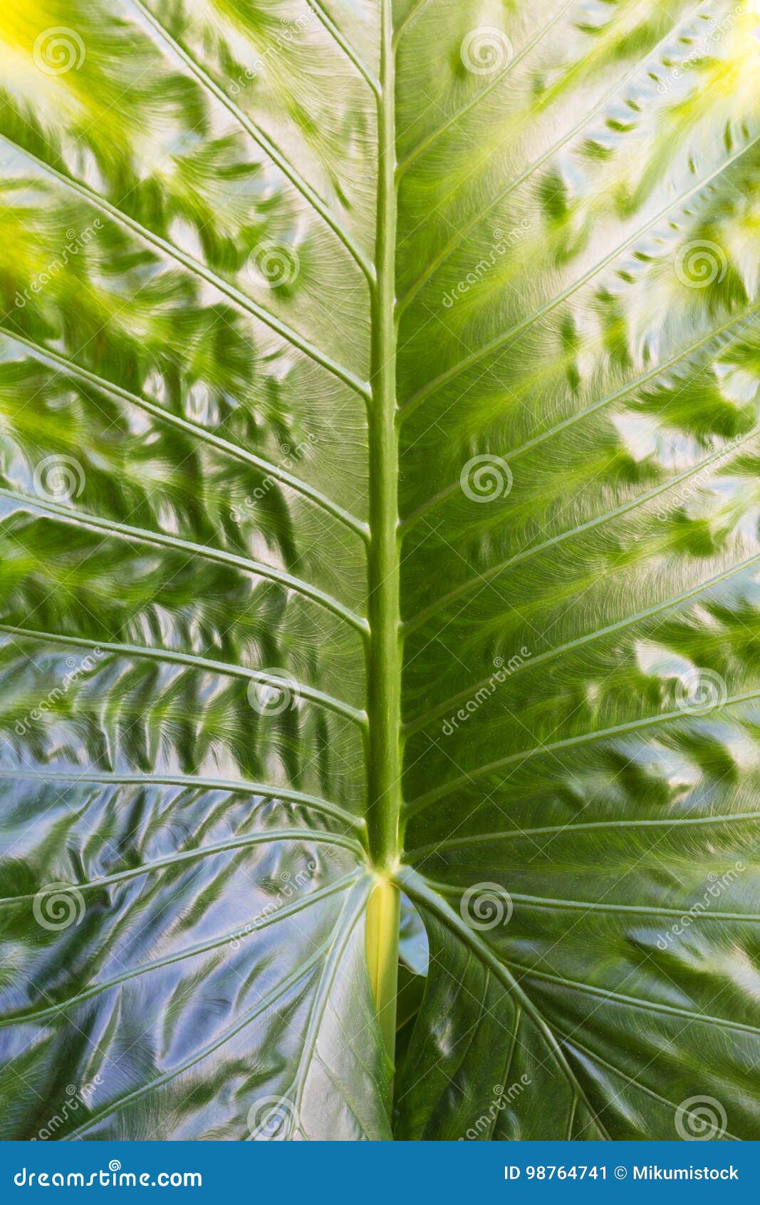 Fresh big green leaf. stock image. Image of element, close - 98764741