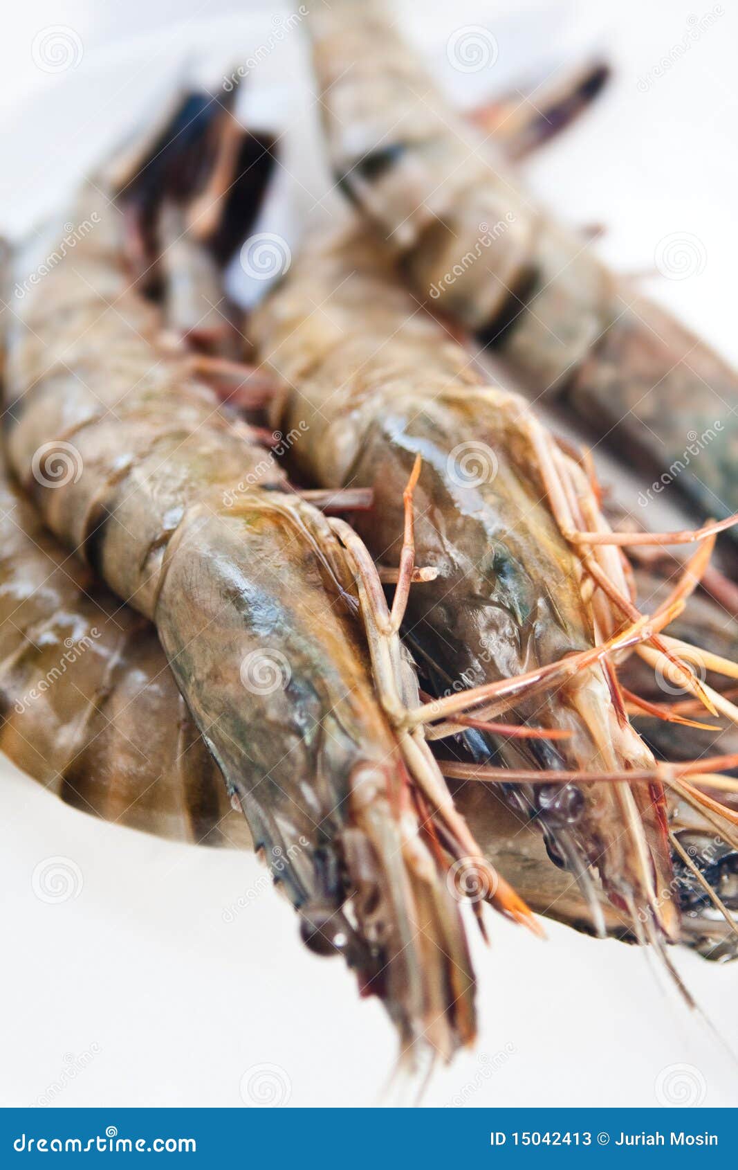 Fresh and Big Raw Tiger Prawn Stock Image - Image of catch, freeze ...