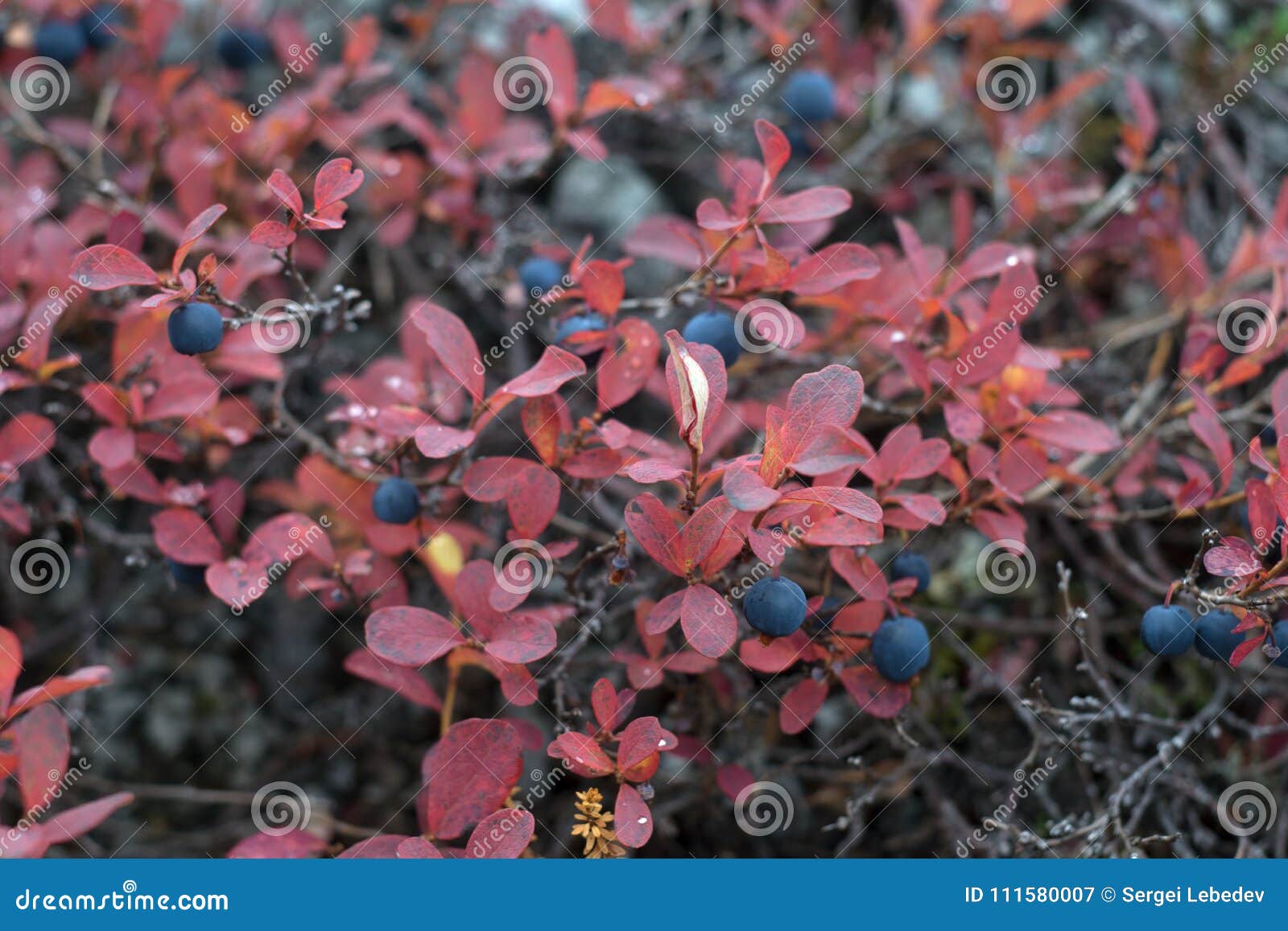 Fresh Bilberries on the Bushes in the Autumn Stock Image - Image of ...