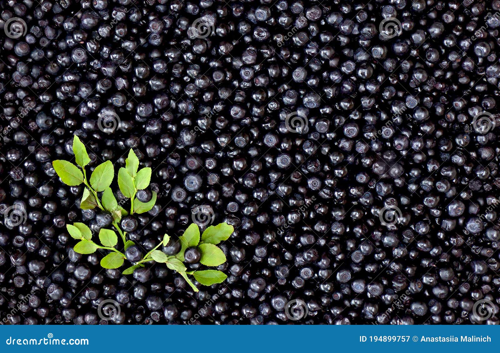 Bilberry - Vaccinium Myrtillus, Also Known As Blaeberry Or Whortleberry ...