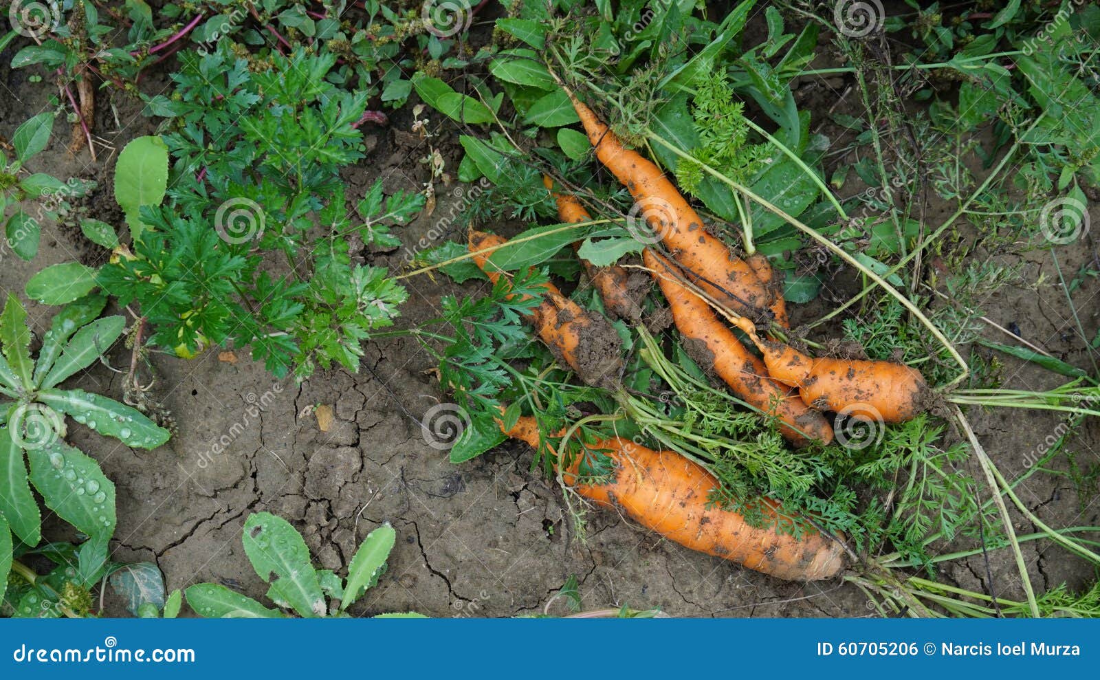 Fresh Bio Carrots on the Ground Stock Photo - Image of small, removed ...