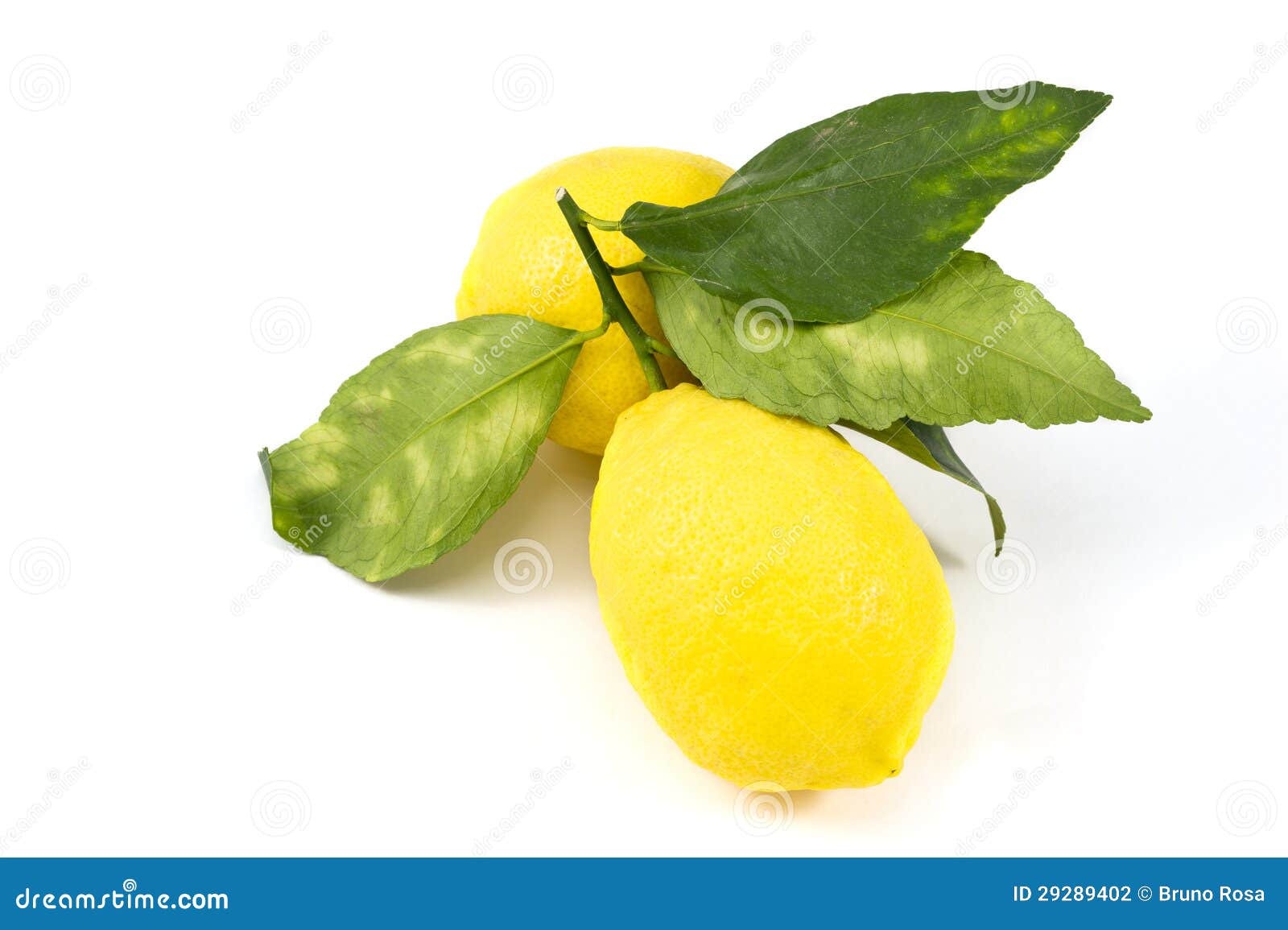 Fresh bio lemon stock photo. Image of breakfast, natural - 29289402