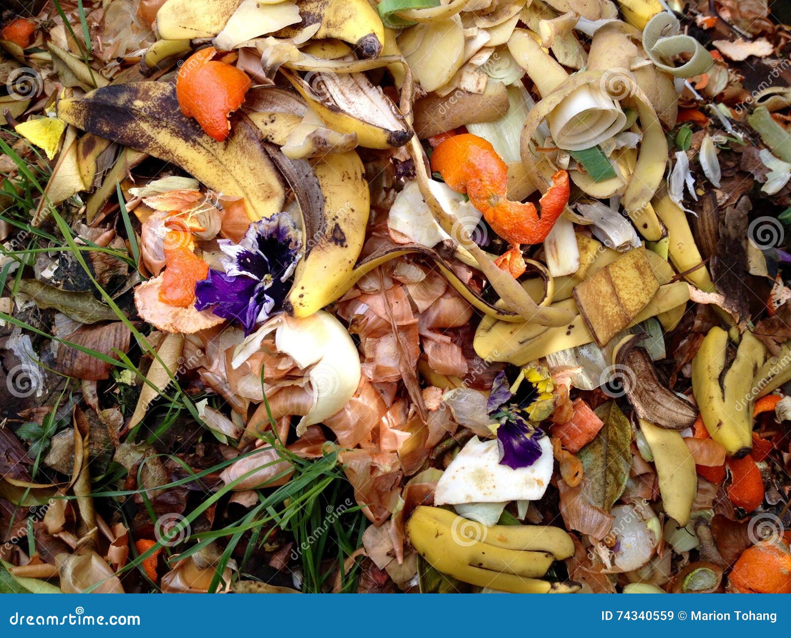 Fresh Bio-waste and Compost Stock Image - Image of plant, natural: 74340559