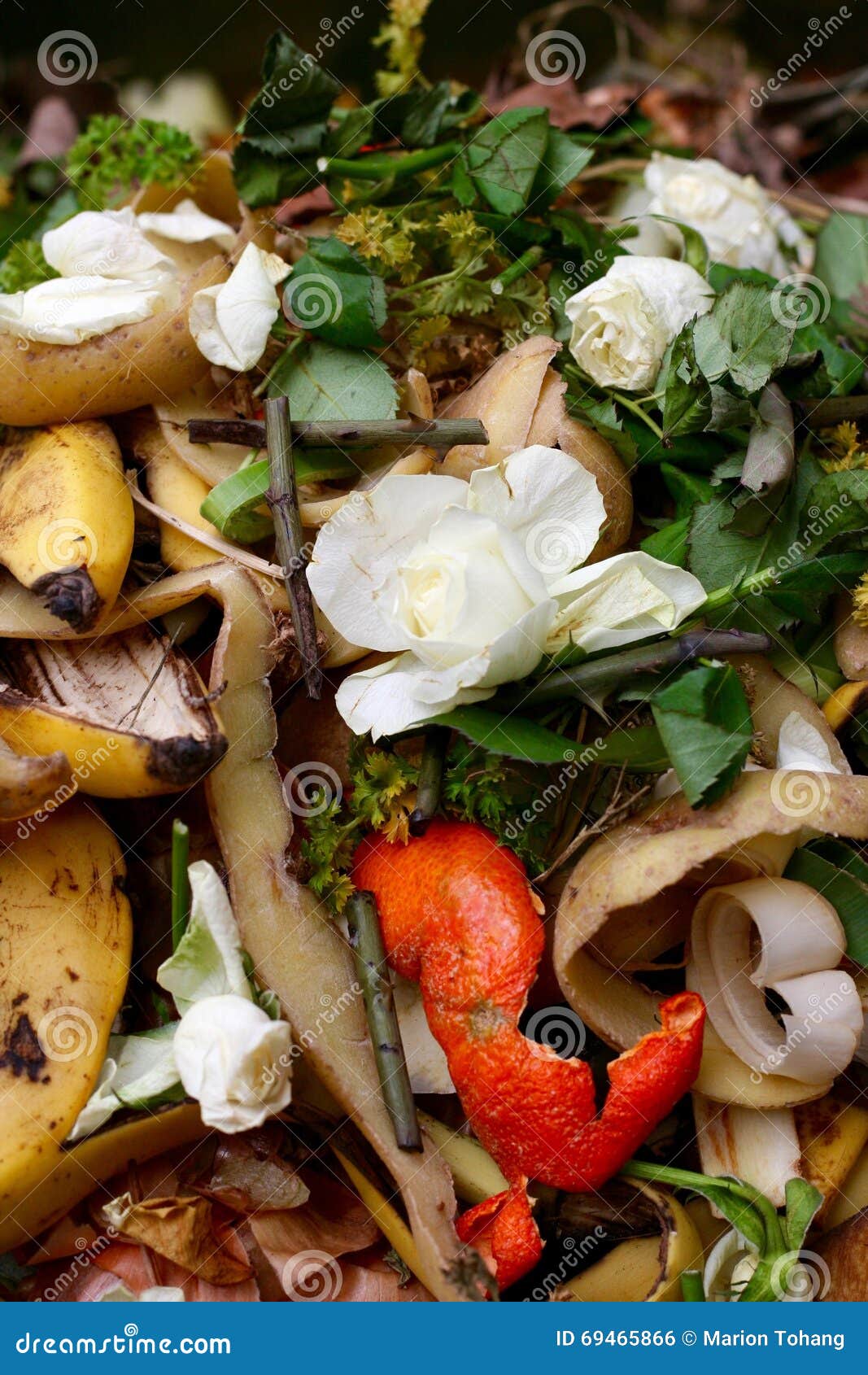 Fresh bio-waste stock photo. Image of compost, mandarins - 69465866