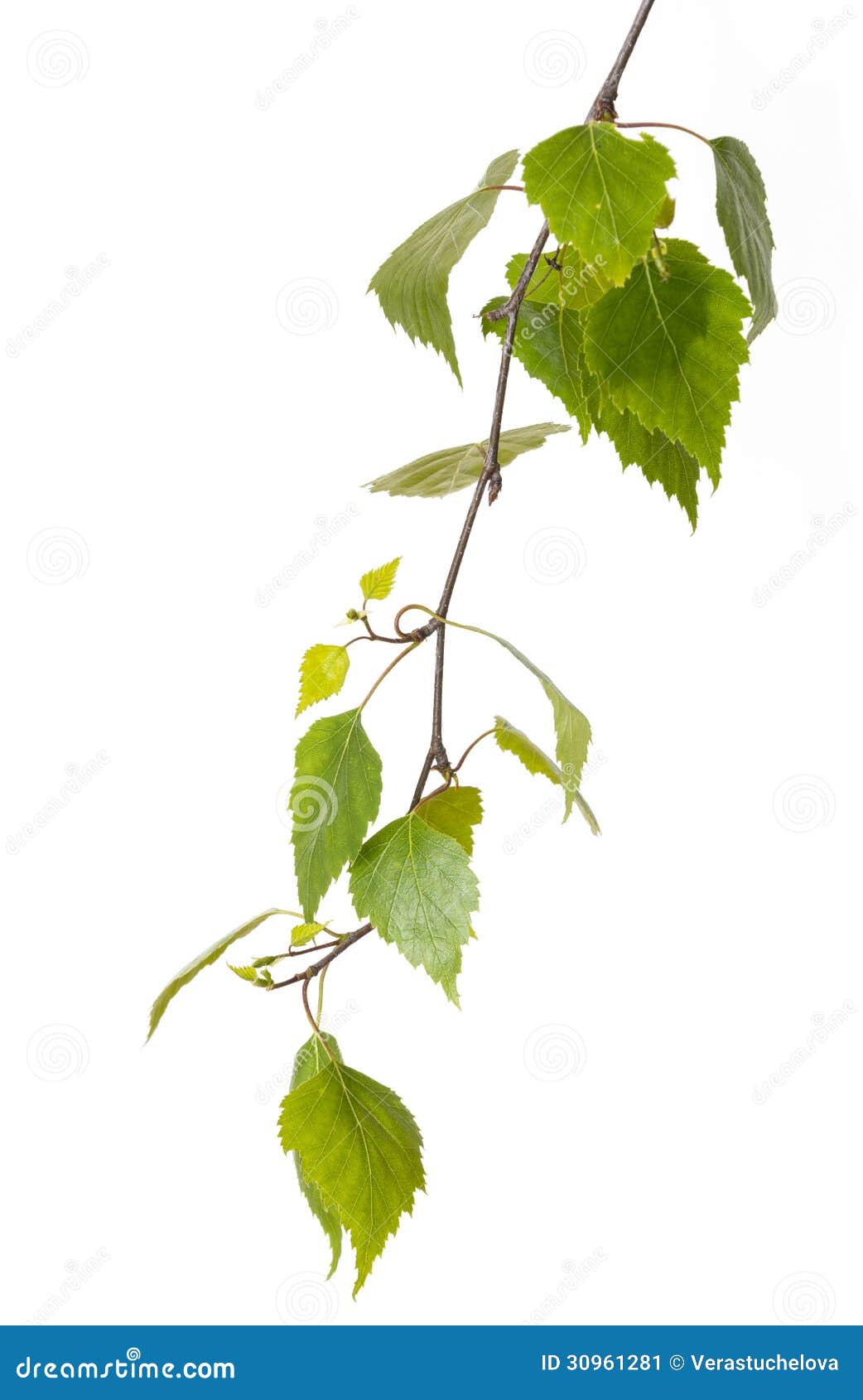 Fresh birch branch stock image. Image of growth, nature - 30961281