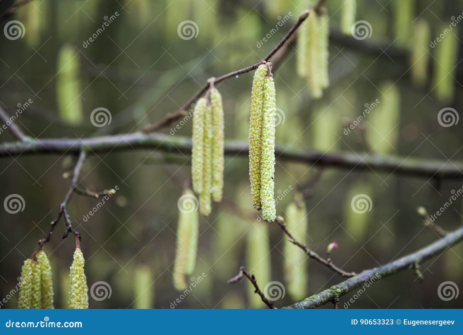 Fresh Birch Tree Flowers in Spring Forest Stock Image - Image of ...