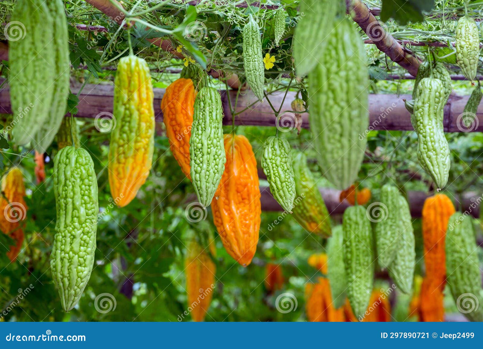 Fresh bitter gourd. stock image. Image of healthy, agriculture - 297890721