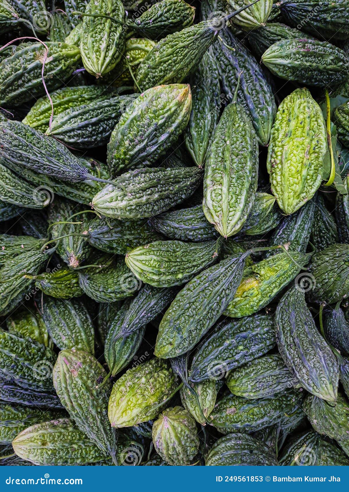 Fresh Bitter Guard Many Close Up from Top Angle Stock Image - Image of ...