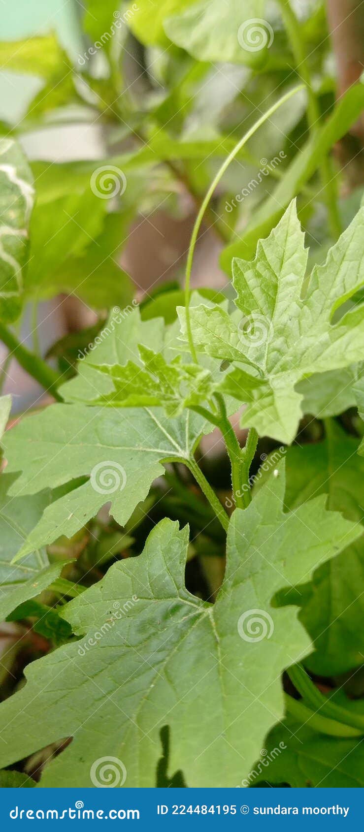 144 Bitter Guard Photos - Free & Royalty-Free Stock Photos from Dreamstime