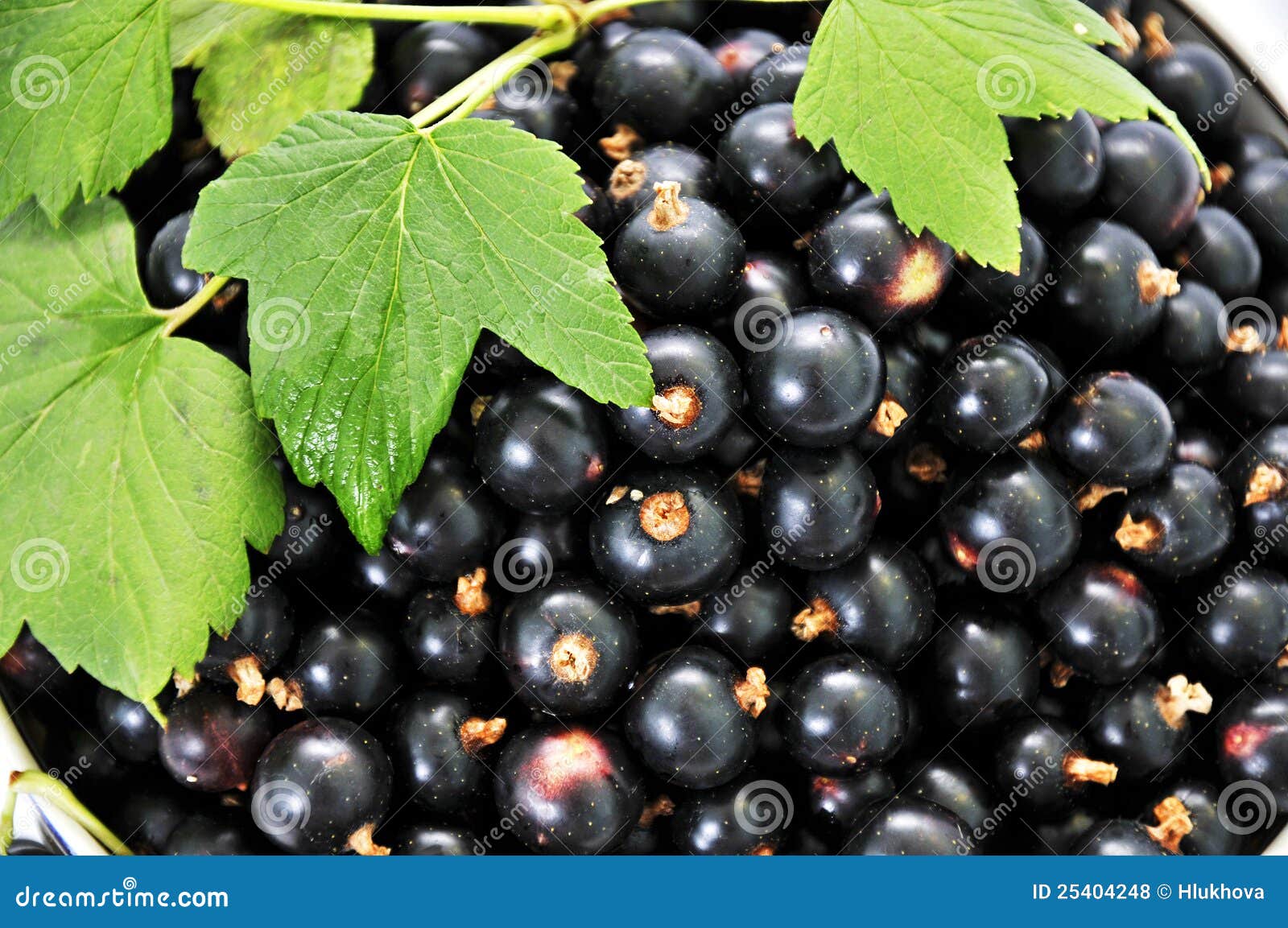 Fresh black currant stock photo. Image of diet, season - 25404248
