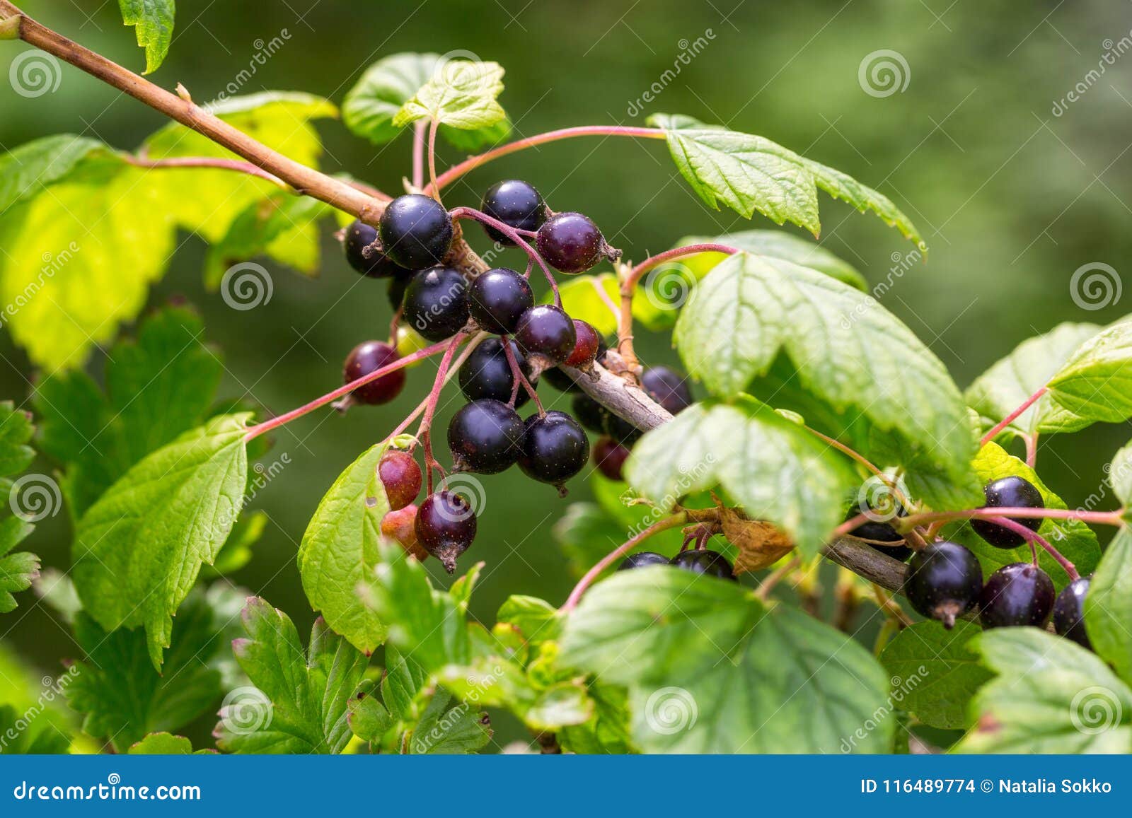 Fresh Black Currant Berries on the Branch of Bush Stock Photo - Image ...