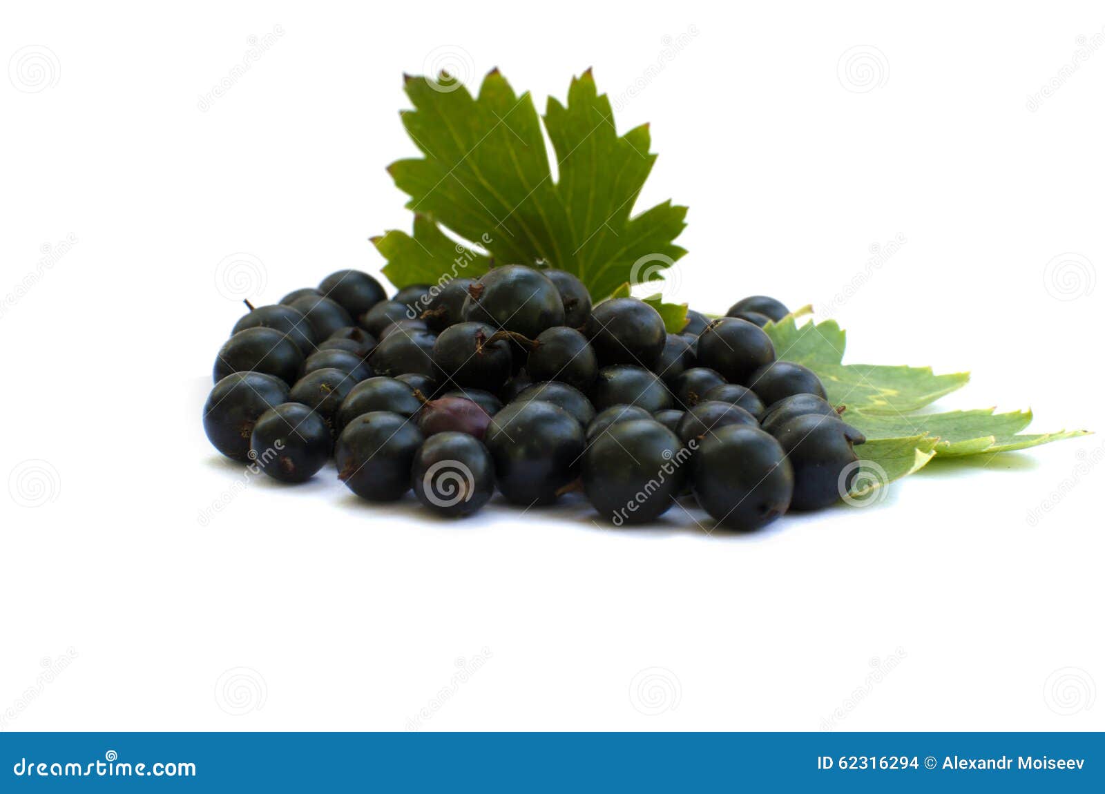 Fresh black currant stock photo. Image of currant, purple - 62316294