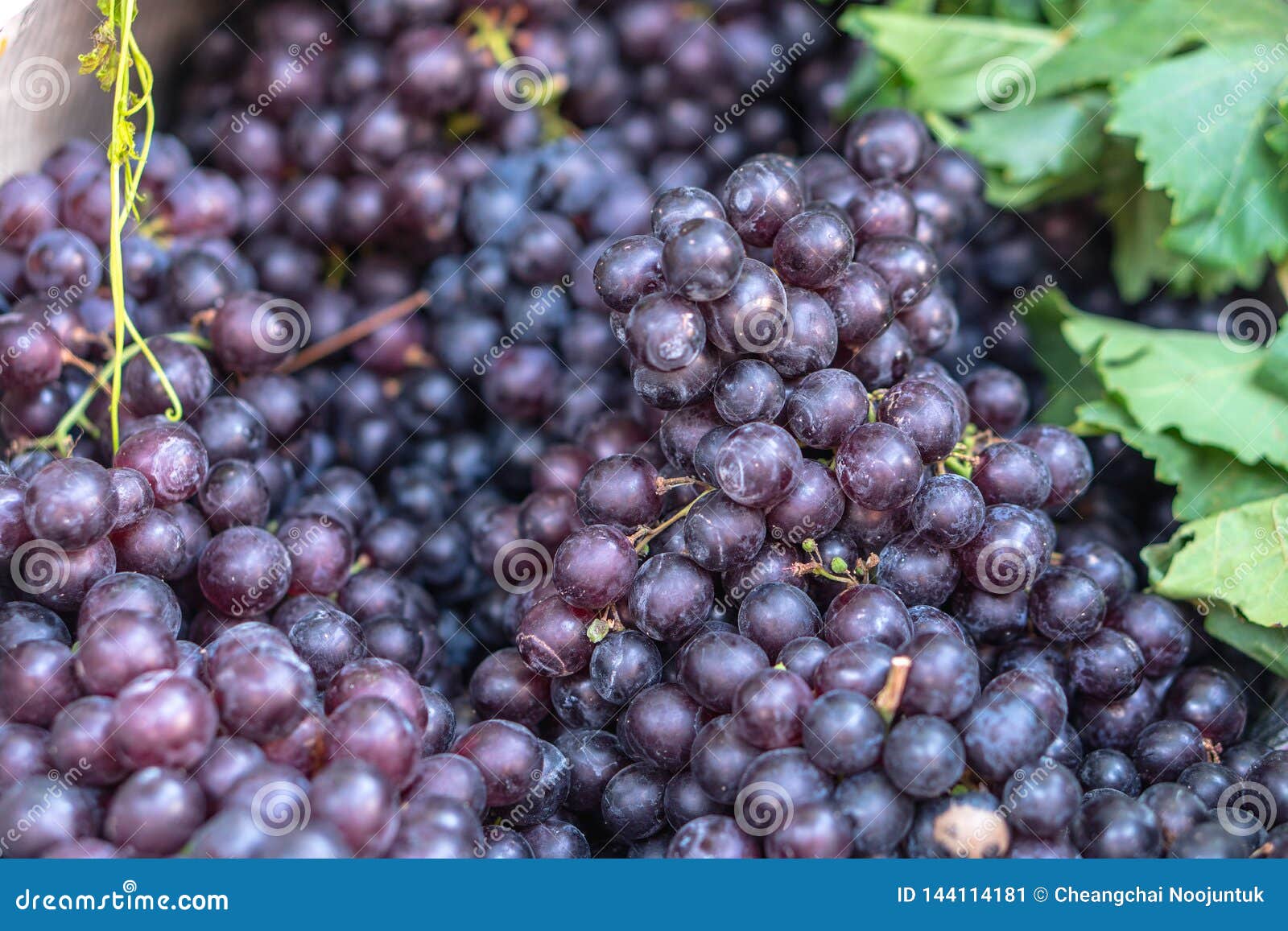 Fresh Black Grapes in the Ready To Eat Stock Image - Image of diet ...