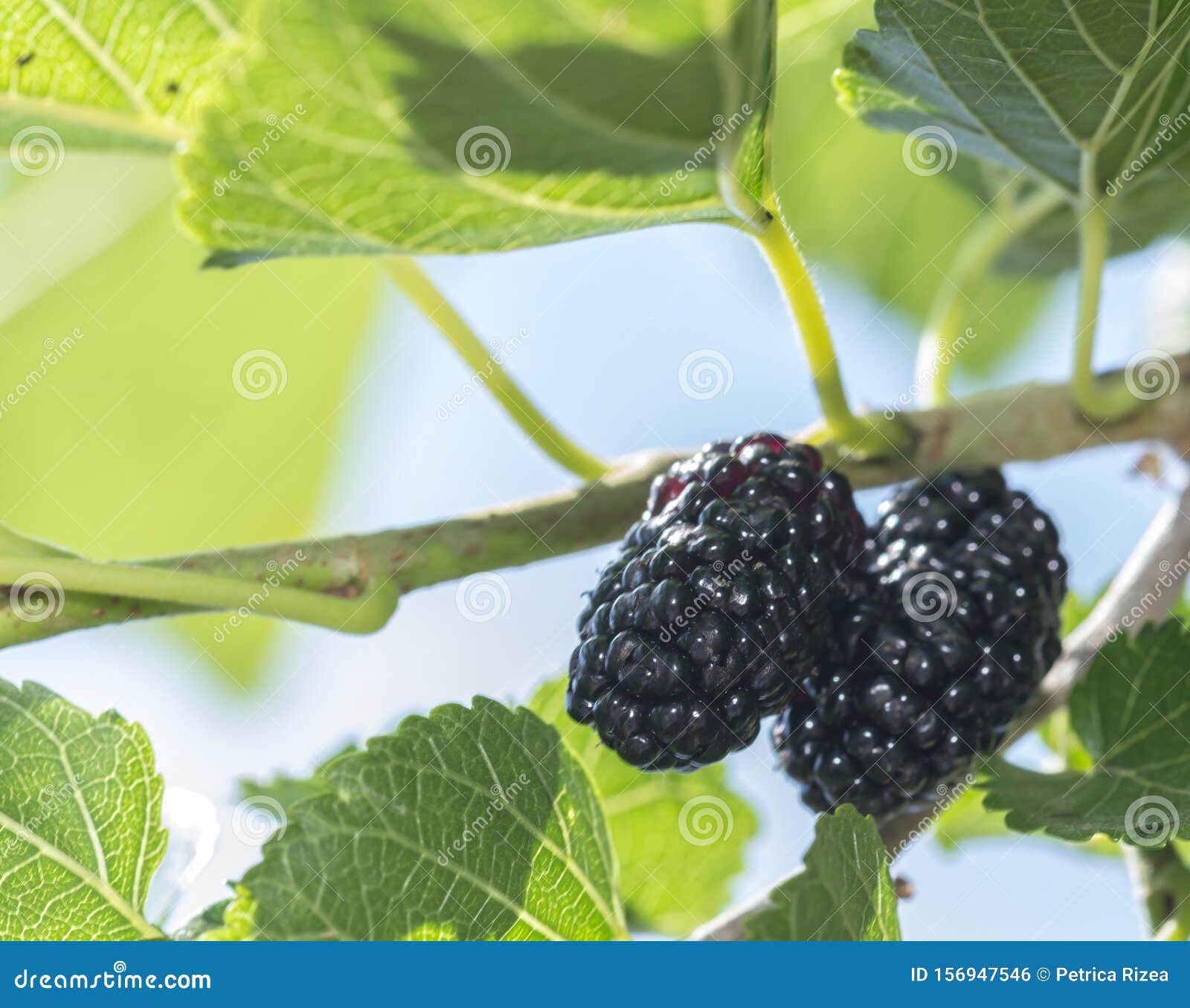 Fresh Black Mulberry, Mulberries on the Branch Tree Stock Photo - Image ...