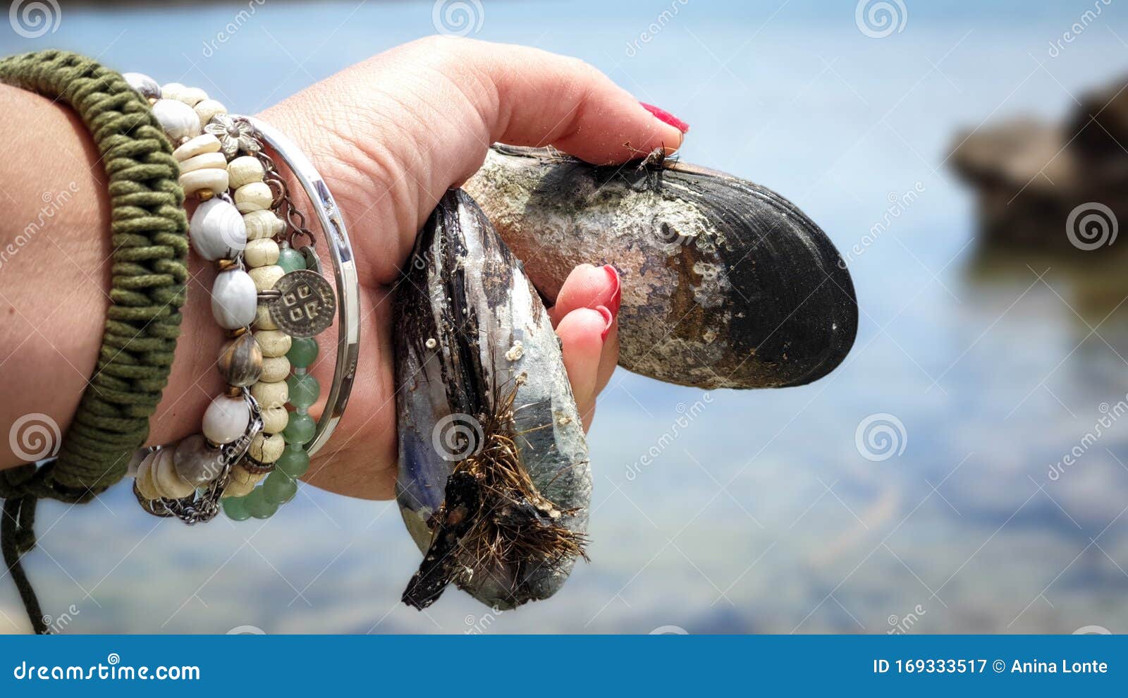 Fresh Black Mussles in Their Shell, at the Beach, in a Female Hand ...