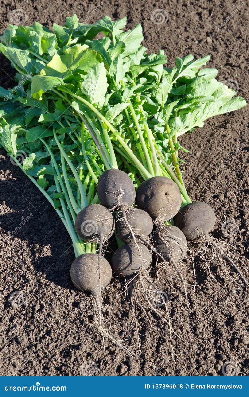 Fresh Black Radish on the Ground Stock Photo - Image of dietary ...